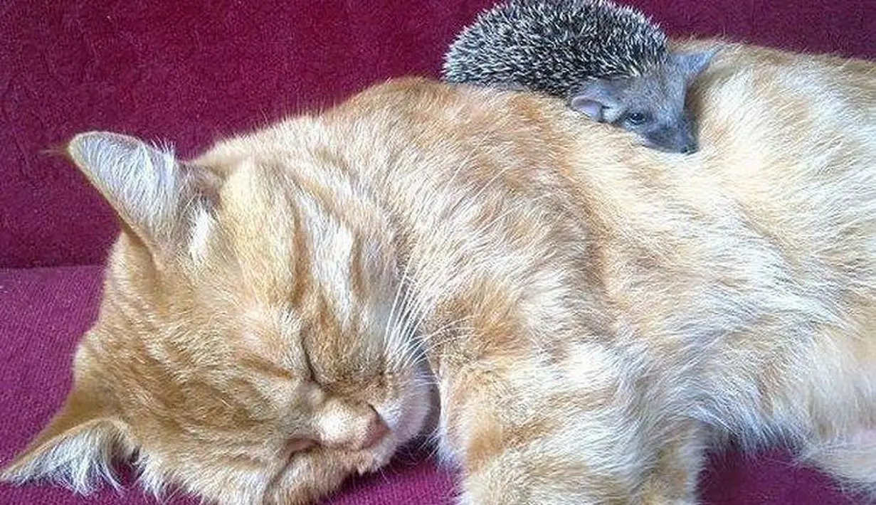 Potret Hangat Kucing Baik Hati Yang Rawat Anak Landak - Photo Fimela.com