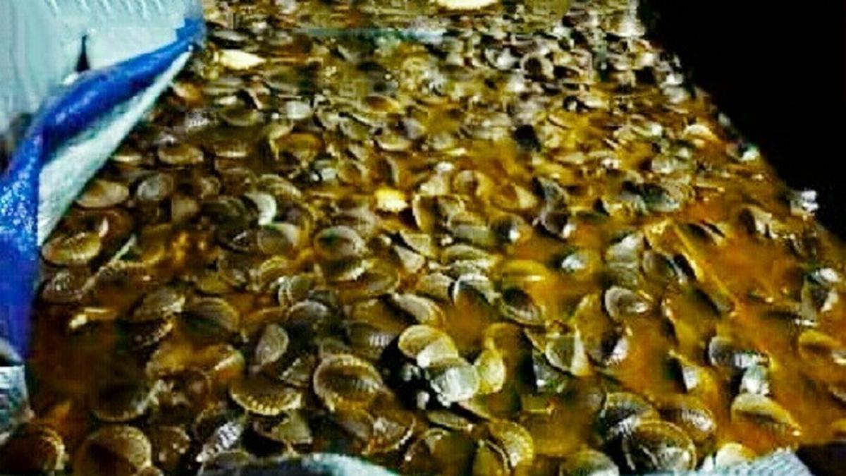 Ribuan Labi-labi Moncong Babi Asal Timika Nyaris Beredar di Makassar ...