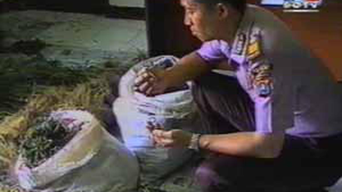 Ladang Ganja Gunung Simbolon Ditemukan - News Liputan6.com