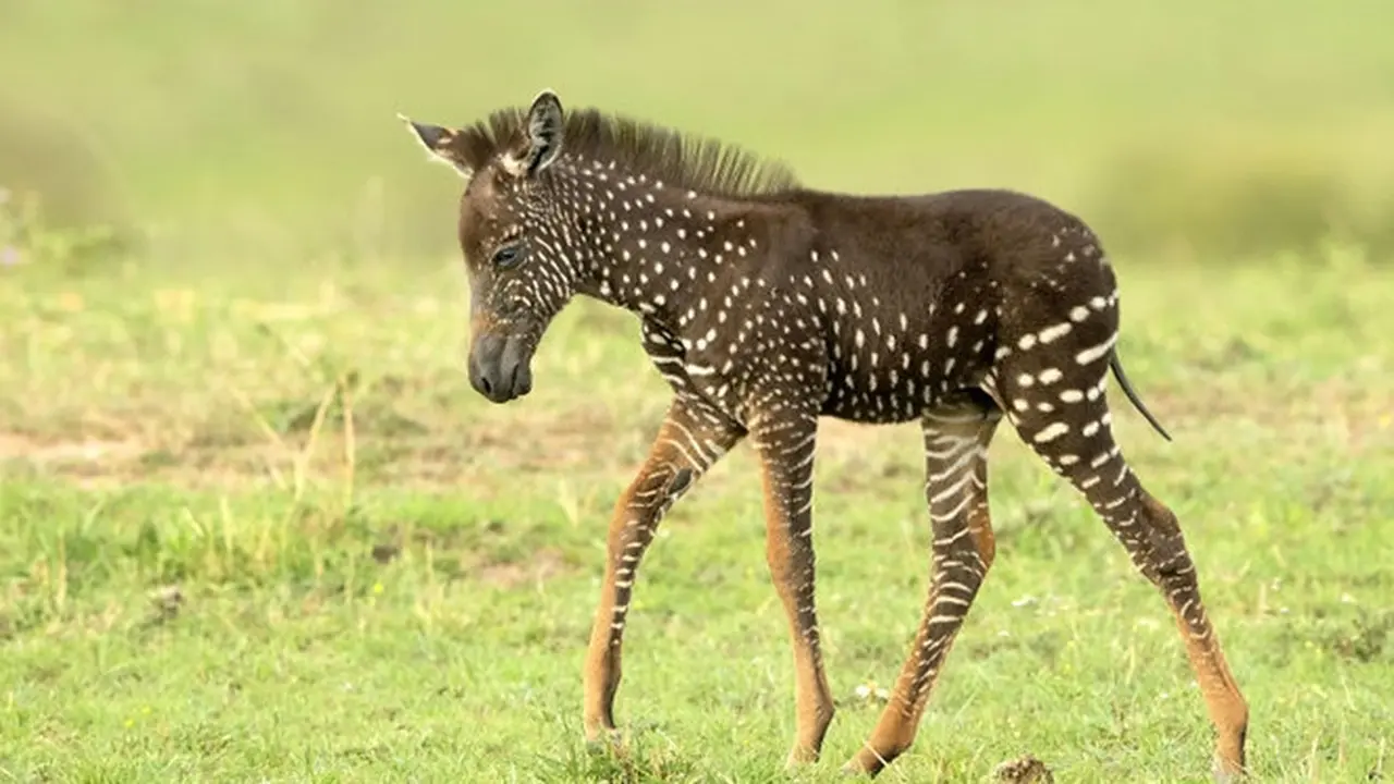 Unik, Zebra Ini Lahir dengan Motif yang Tak Biasa - Hot Liputan6.com