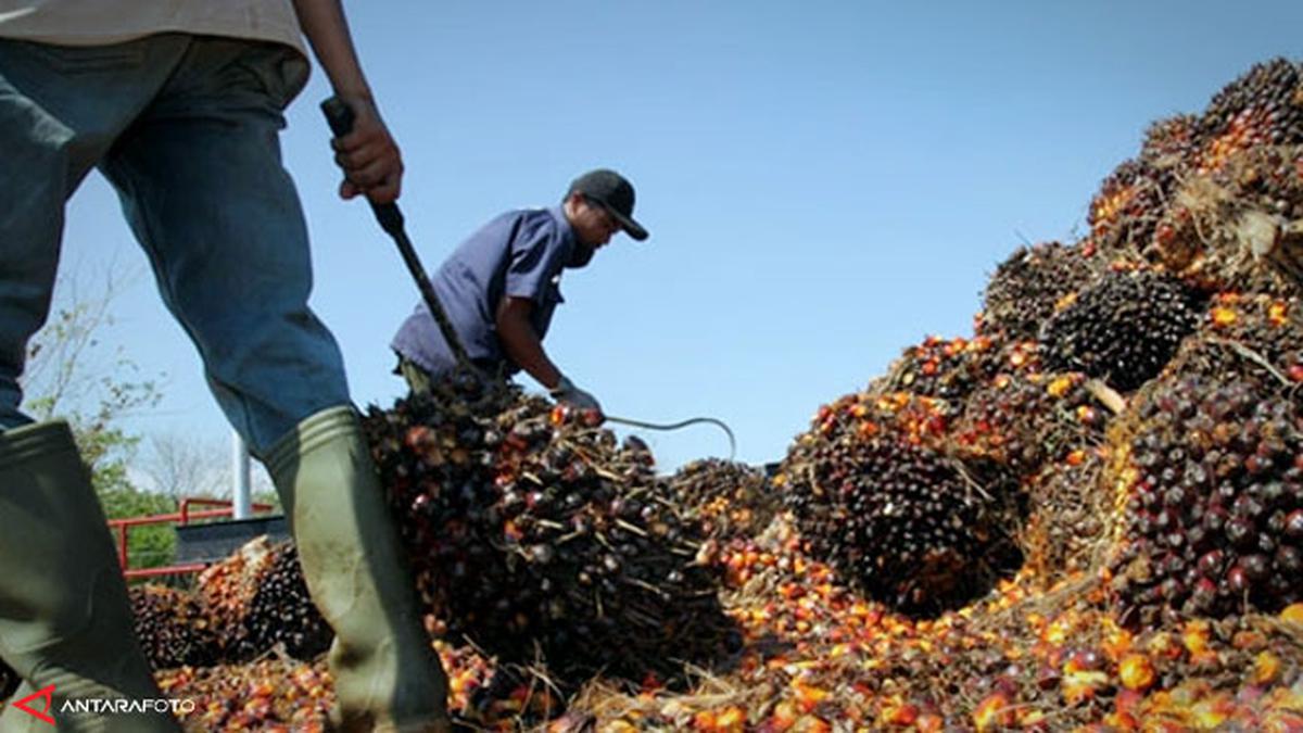 RI Target 50 Perusahaan CPO Bersertifikat ISPO