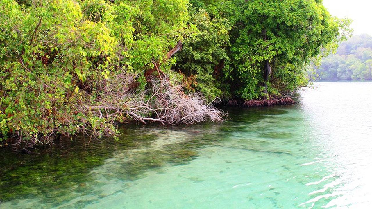 Pesona Keindahan Danau Kakaban, Surga Ubur-Ubur di Kalimantan Timur