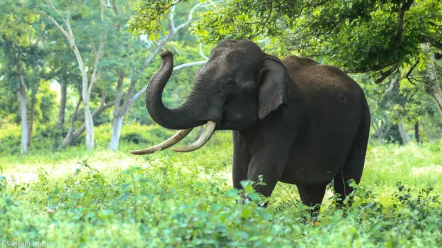 Gajah Mengamuk di Jalan Raya Malaysia Hancurkan Mobil, Diduga Dipicu ...