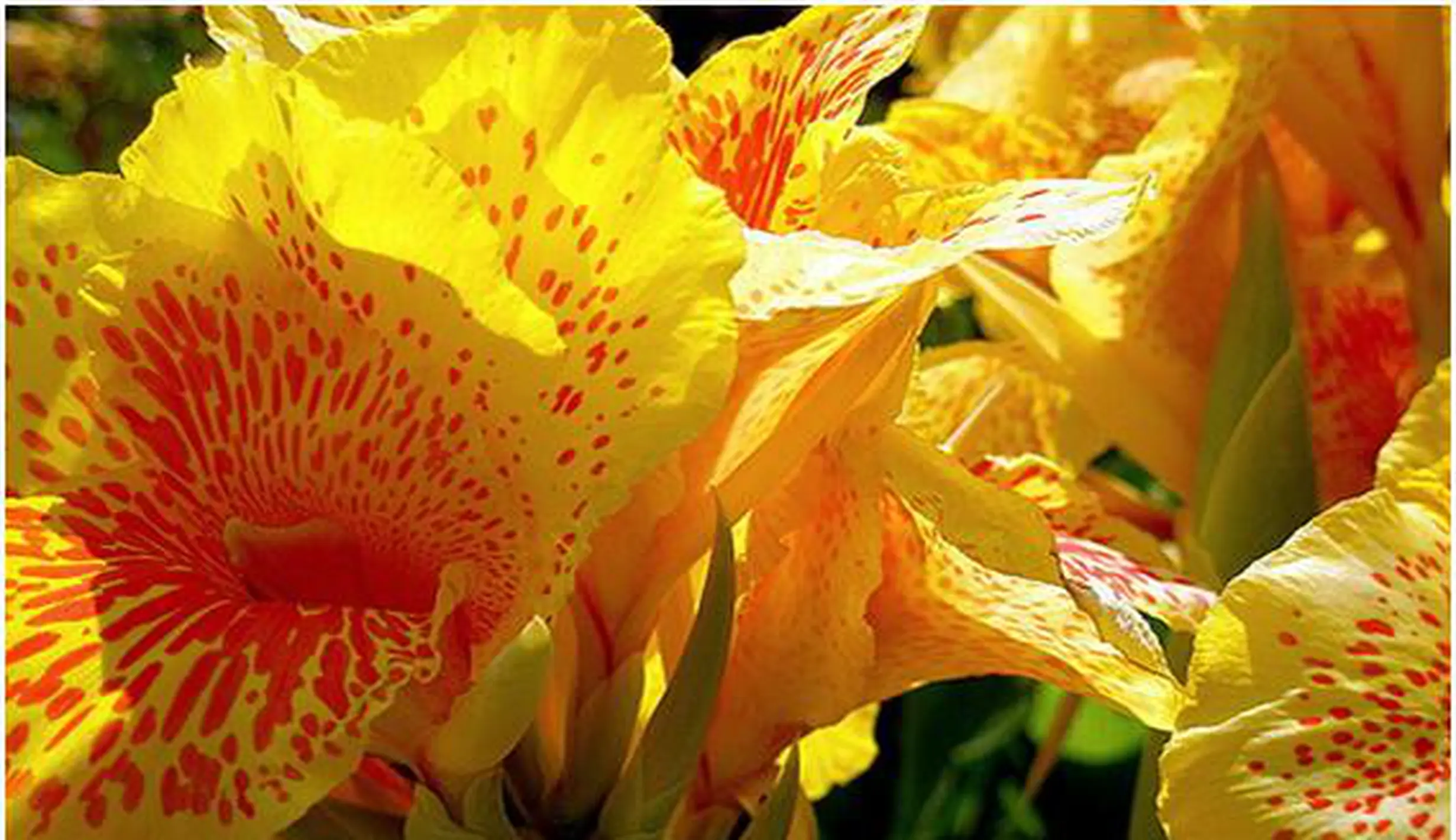 Ini Dia Bunga Bunga Tercantik Di Dunia