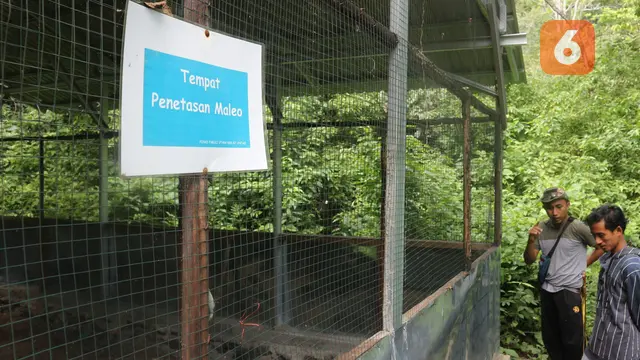 Bertaruh Nyawa Demi Masa Depan Maleo di Desa Pakuli Utara Sigi ...