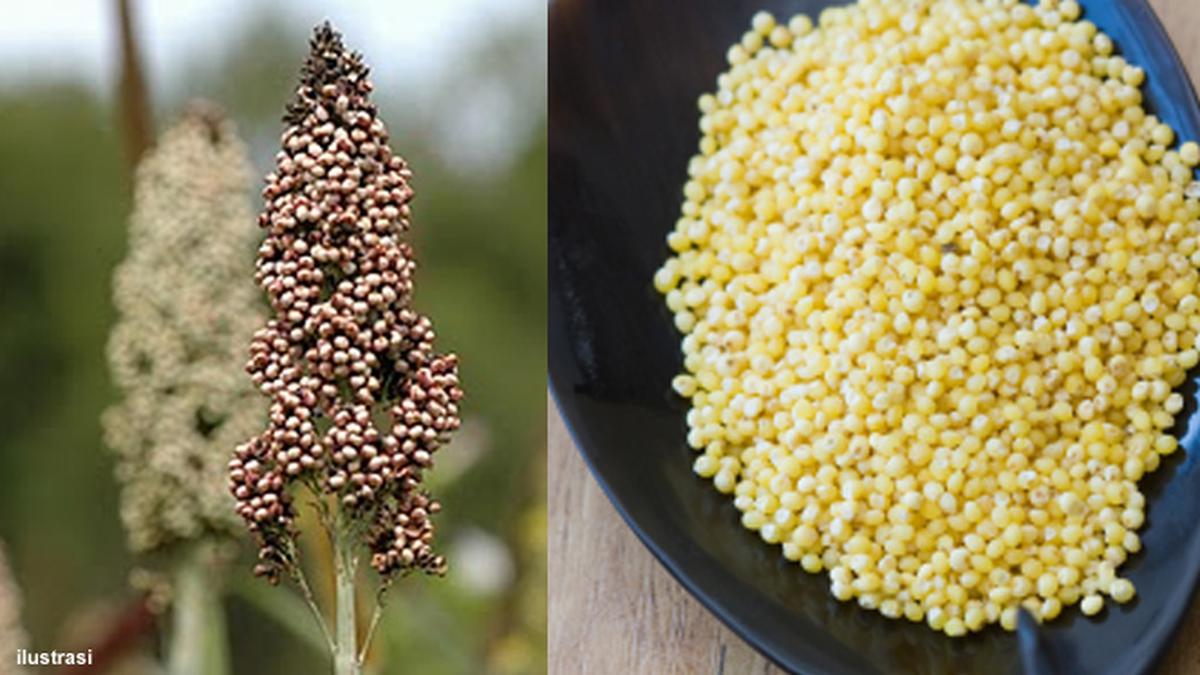 Sorgum, Makanan Pokok `Anti Kering` Bakal Jadi Andalan NTT - Health ...