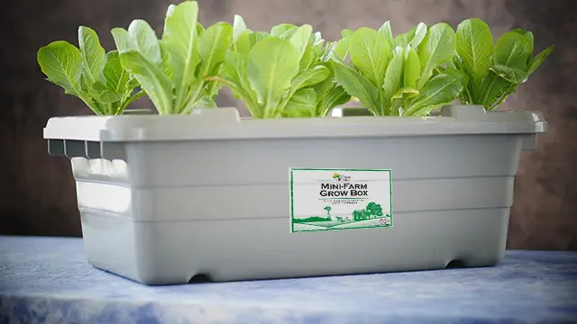 Yuk, Buat Pertanian Mini di Rumah - Lifestyle Liputan6.com