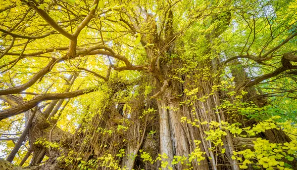 Apa Itu Deforestasi: Pengertian, Penyebab, dan Dampaknya - Feeds Liputan6.com