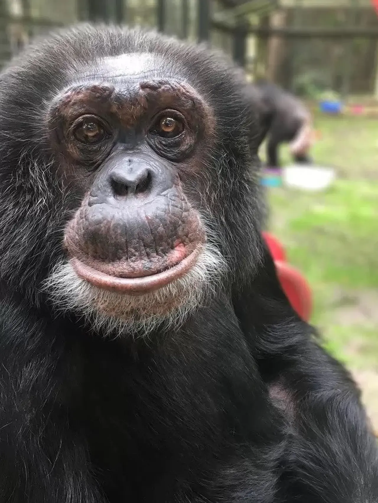 7 Potret Terbaru Bubbles, Simpanse Peliharaan Michael Jackson yang Kini ...