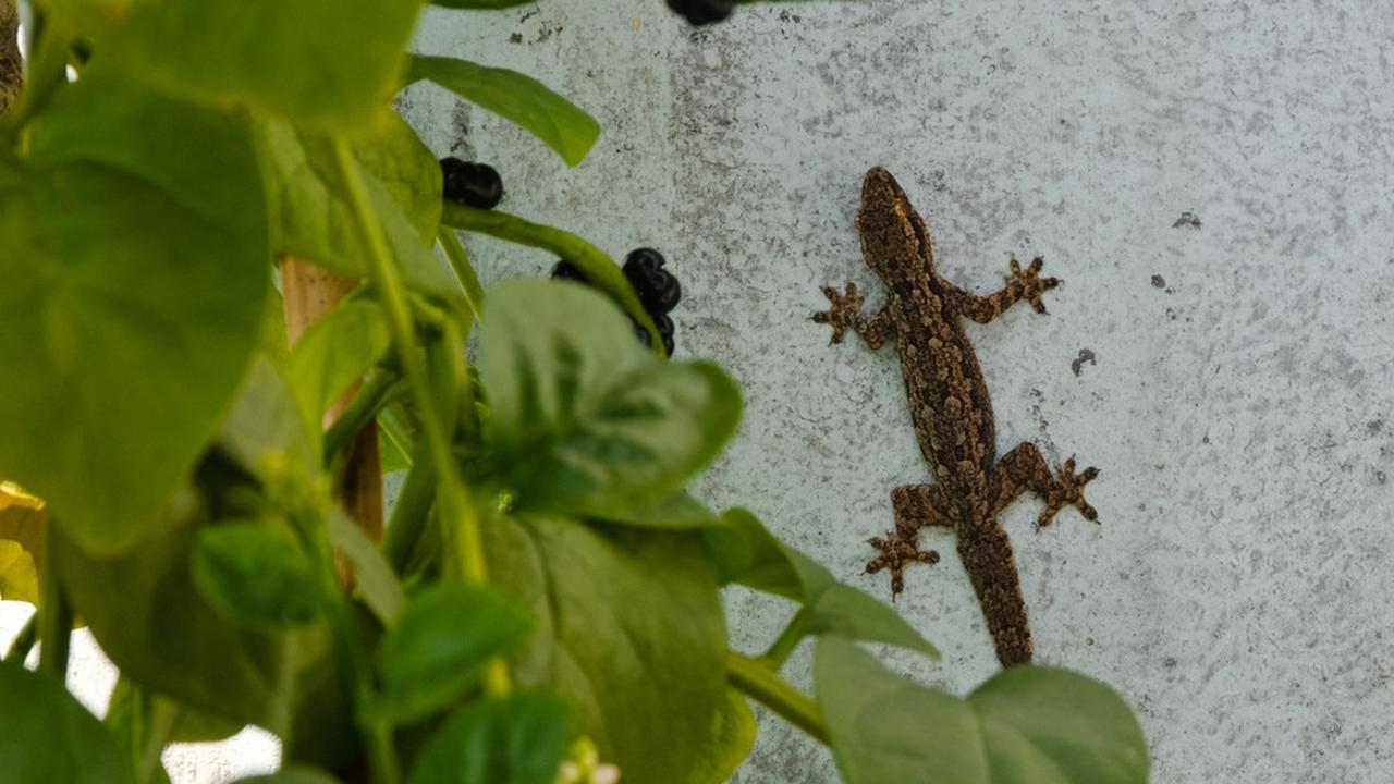 4 Ciri-Ciri Cicak yang Wajib Diketahui, Lengkap dengan Keunikannya