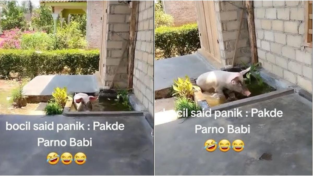 Viral Babi Main Comberan di Depan Rumah Warga, Bikin Heboh Tetangga ...