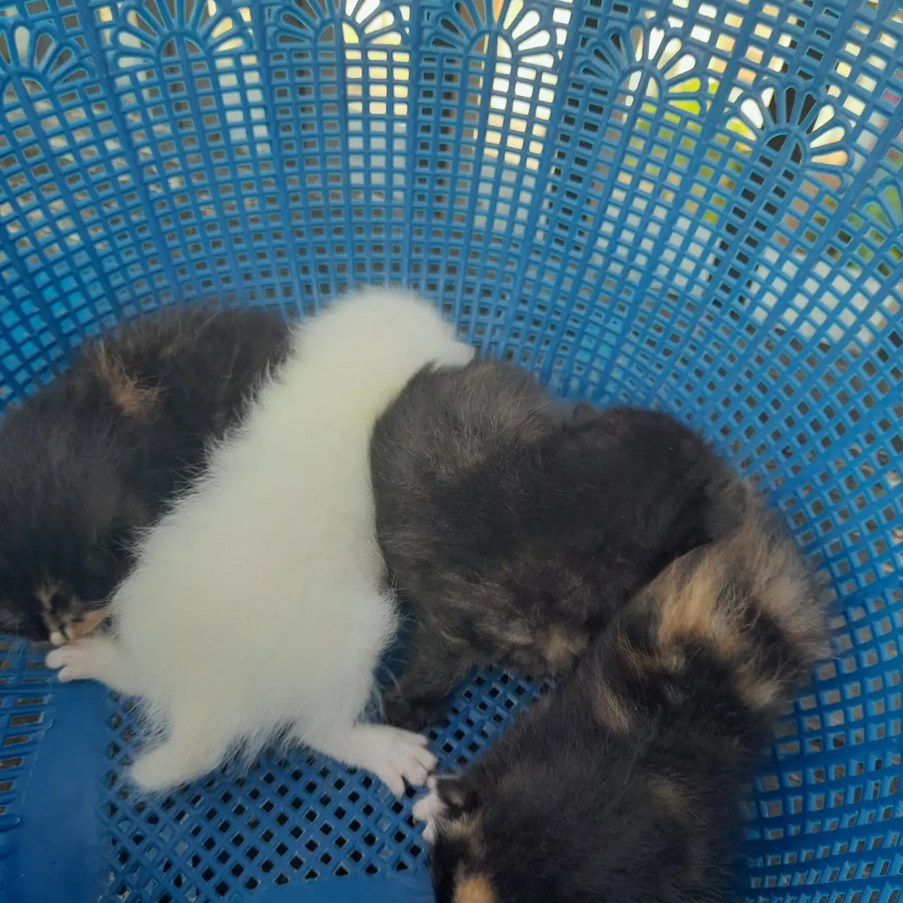 Asal Usul Dipertanyakan, 6 Kucing Beda Warna dengan 'Keluarganya' Ini ...