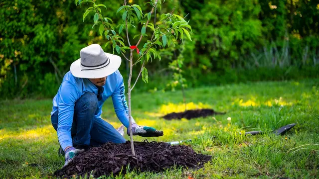 Manfaat Menanam Pohon bagi Lingkungan dan Kehidupan Manusia - Ragam ...
