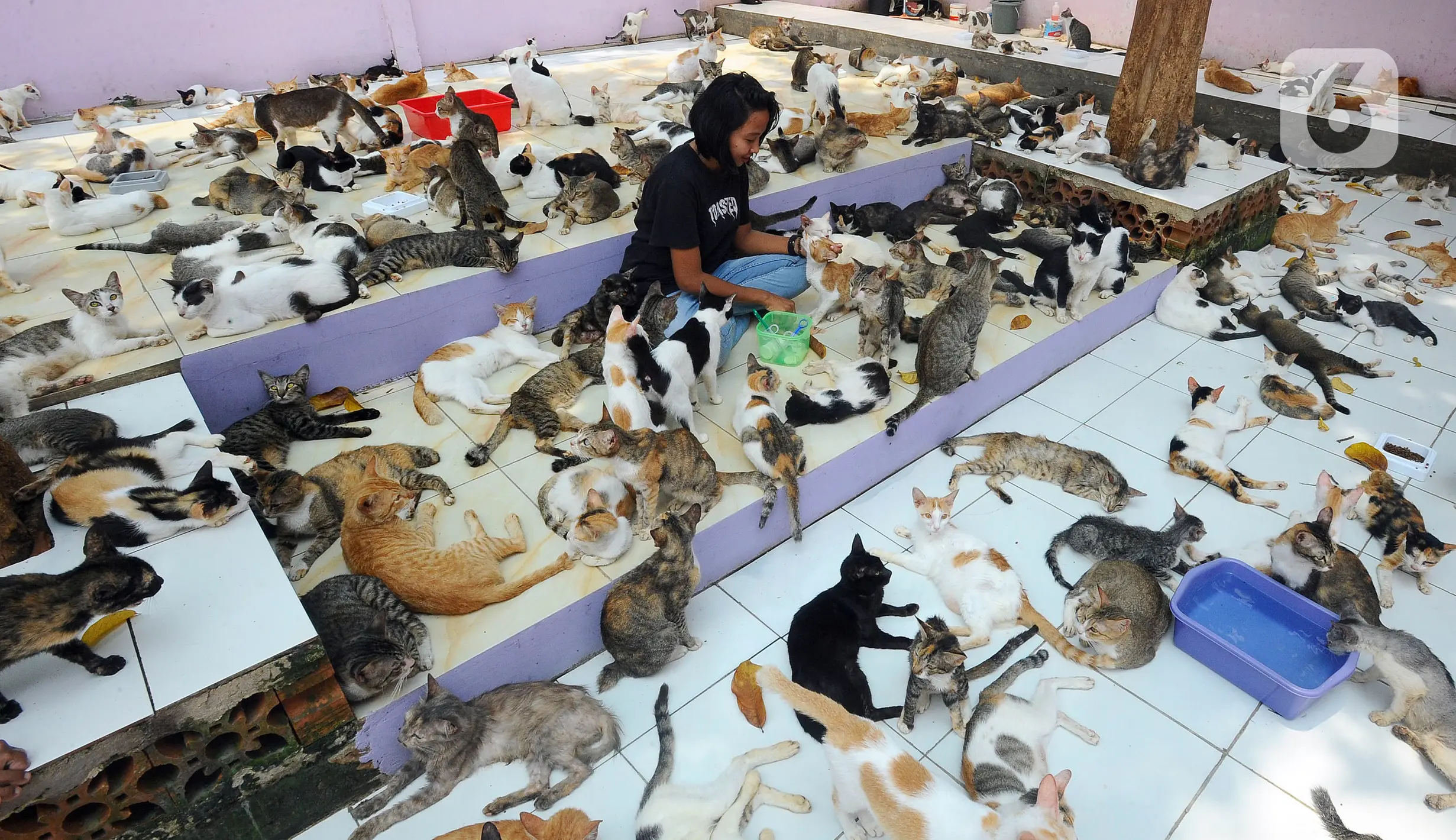 Mengunjungi Rumah Singgah Ribuan Kucing Terlantar di Parung - Foto ...