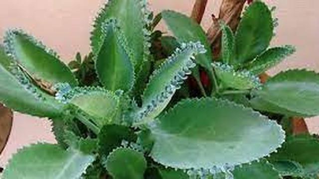 Cocor Bebek Berkembang Biak dengan Tunas Daun, Kenali Proses dan Manfaatnya