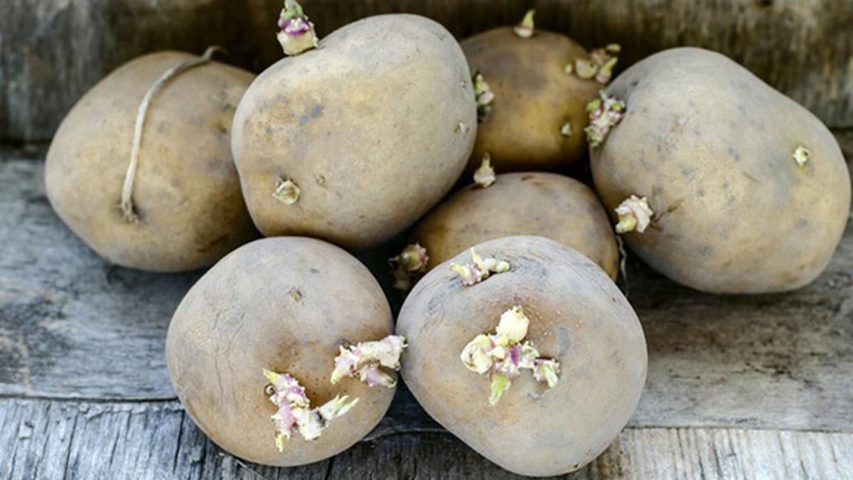 Menurut Studi, Kentang Yang Telah Tumbuh Tunas Beracun