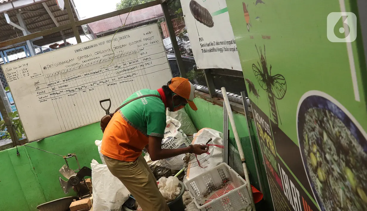 FOTO: Budidaya Maggot untuk Urai Sampah Organik - Foto Liputan6.com