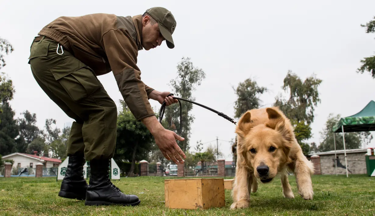 FOTO: Mengintip Pusat Pelatihan Anjing Polisi di Chile - Foto Liputan6.com