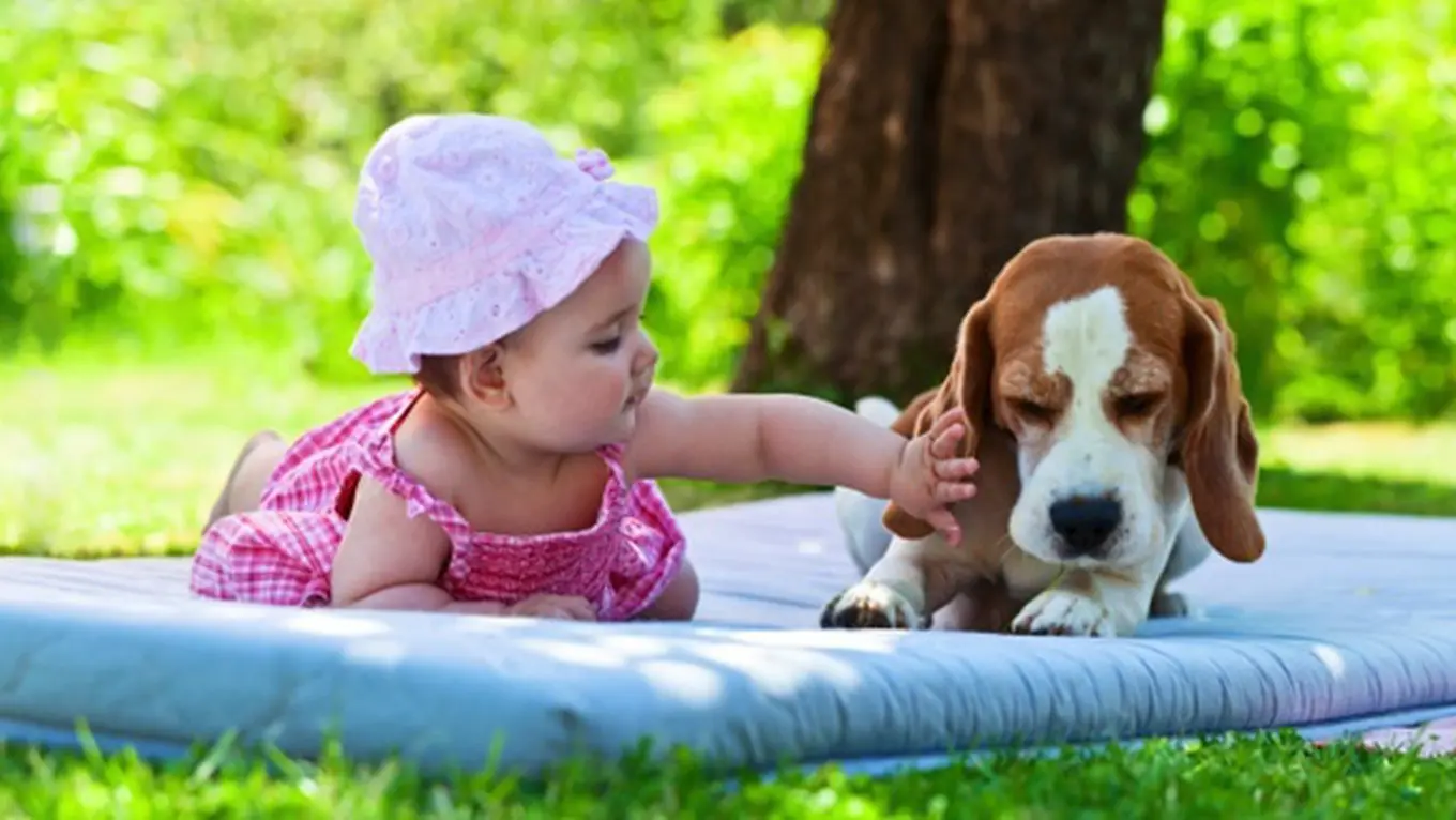 Menggetarkan Hati, Anjing Selamatkan Bayi Baru Lahir Yang Dibuang ...