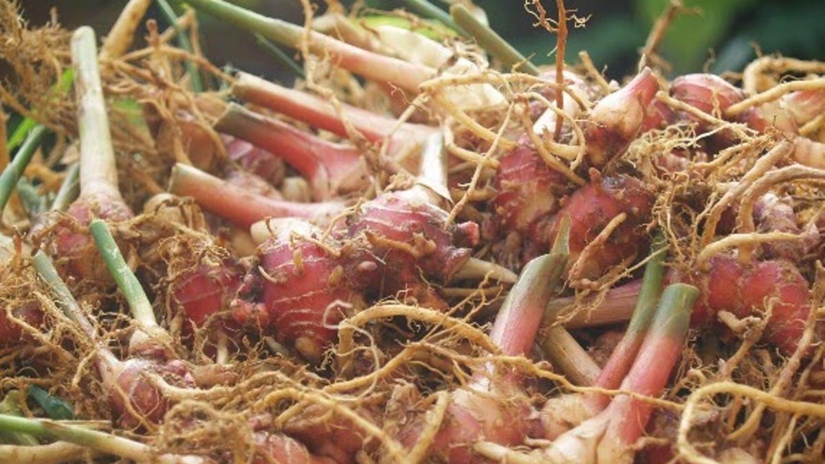 Menanam Jahe Merah, Manfaatnya Apa? - Health Liputan6.com