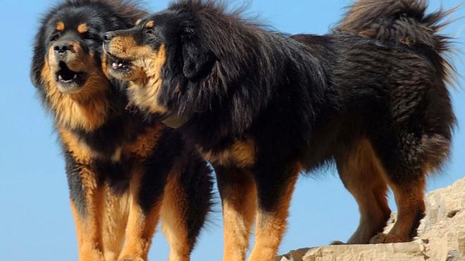 Mengenal Tibetan Mastiff, Anjing Termahal Di Dunia - Viral Bintang.com