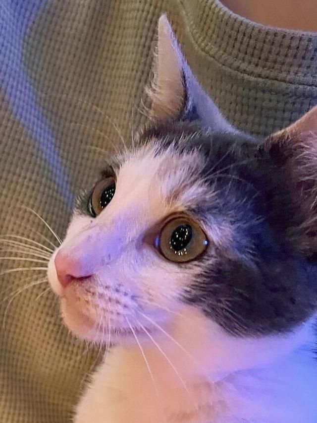 Apakah Kucing Aman Minum Susu? Ini Penjelasannya - Global Liputan6.com