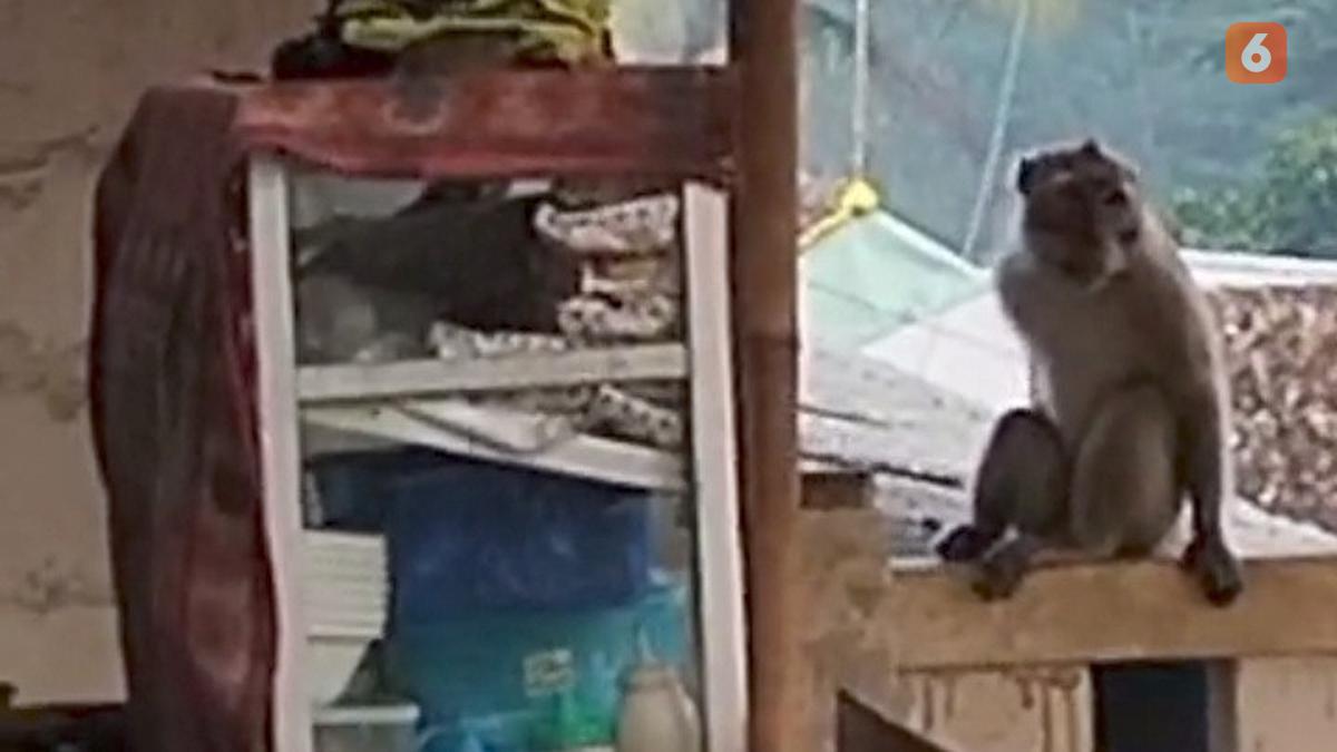 Gerombolan Monyet Serang Permukiman Warga Di Sukabumi Diduga Imbas