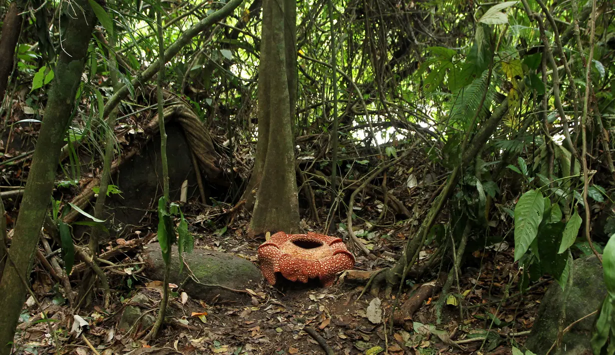 FOTO: Pertama Kali Terjadi, Rafflesia Langka Berkelopak Tujuh Mekar di ...