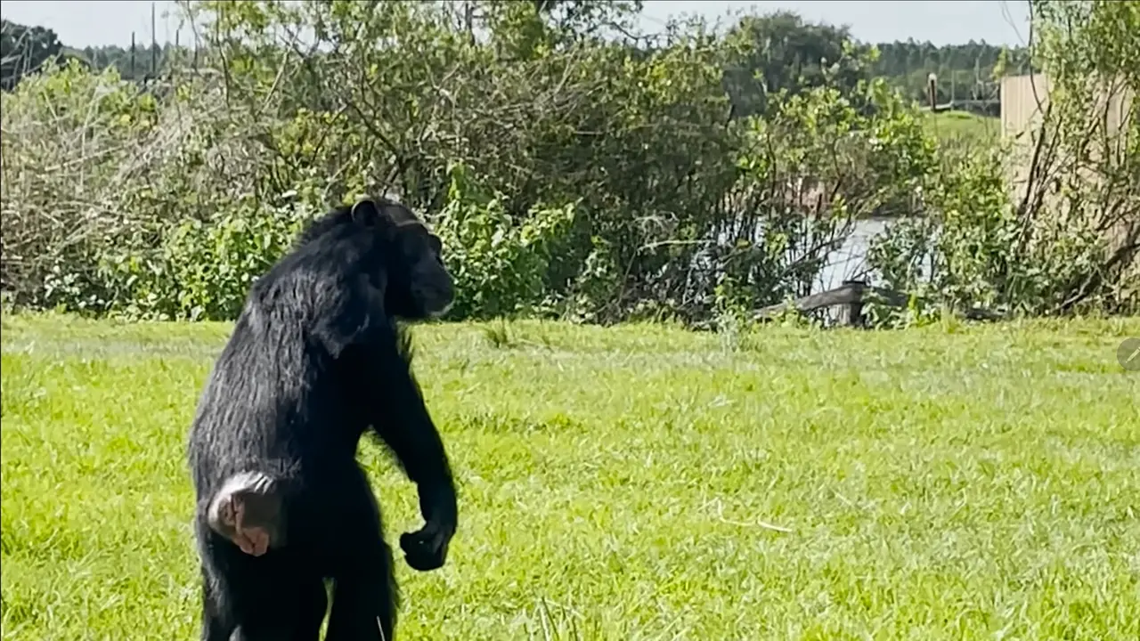 Video Viral! Simpanse Terkurung 28 Tahun Pertama Kali Lihat Langit ...