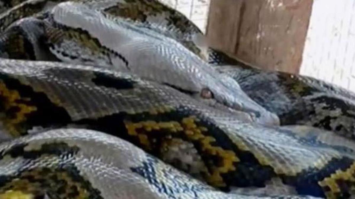 Ular Piton Besar di Takalar Diyakini Penolak Bala - Regional Liputan6.com