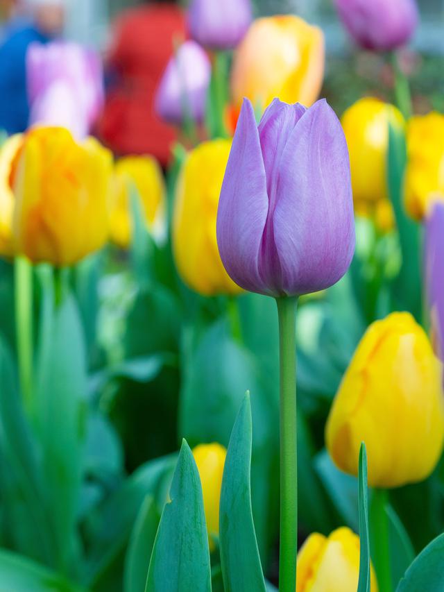 Manfaat Bunga Tulip untuk Perawatan Kulit Kering - Beauty Fimela.com