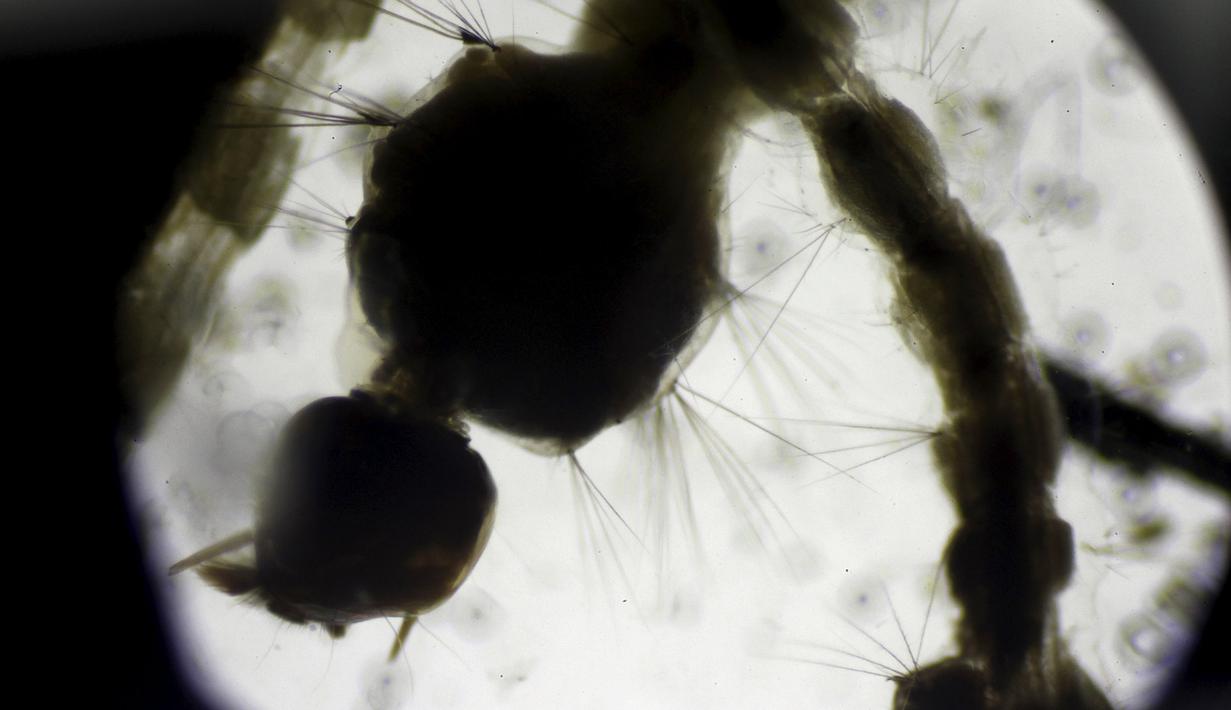 Inilah Larva Mematikan yang Mulai Mengancam Dunia - Foto Liputan6.com