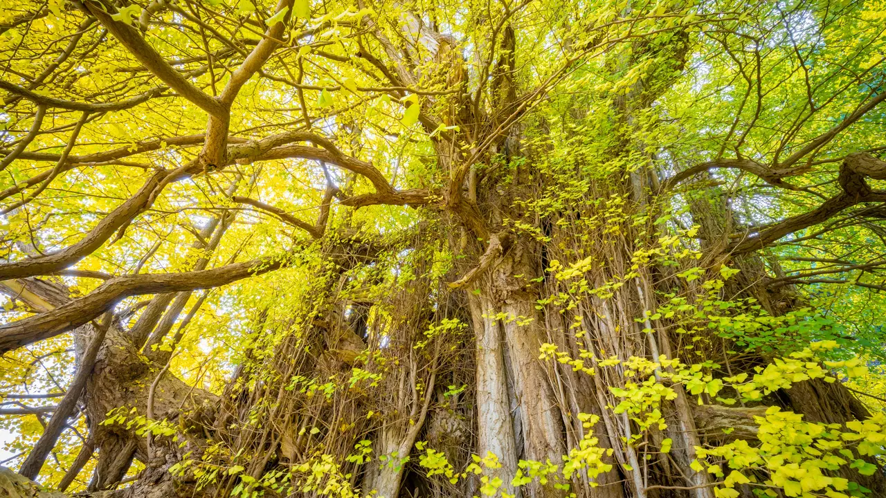 3 Peristiwa Penting dalam Perjalanan Spiritual Nabi SAW di Sidratul Muntaha - Islami Liputan6.com