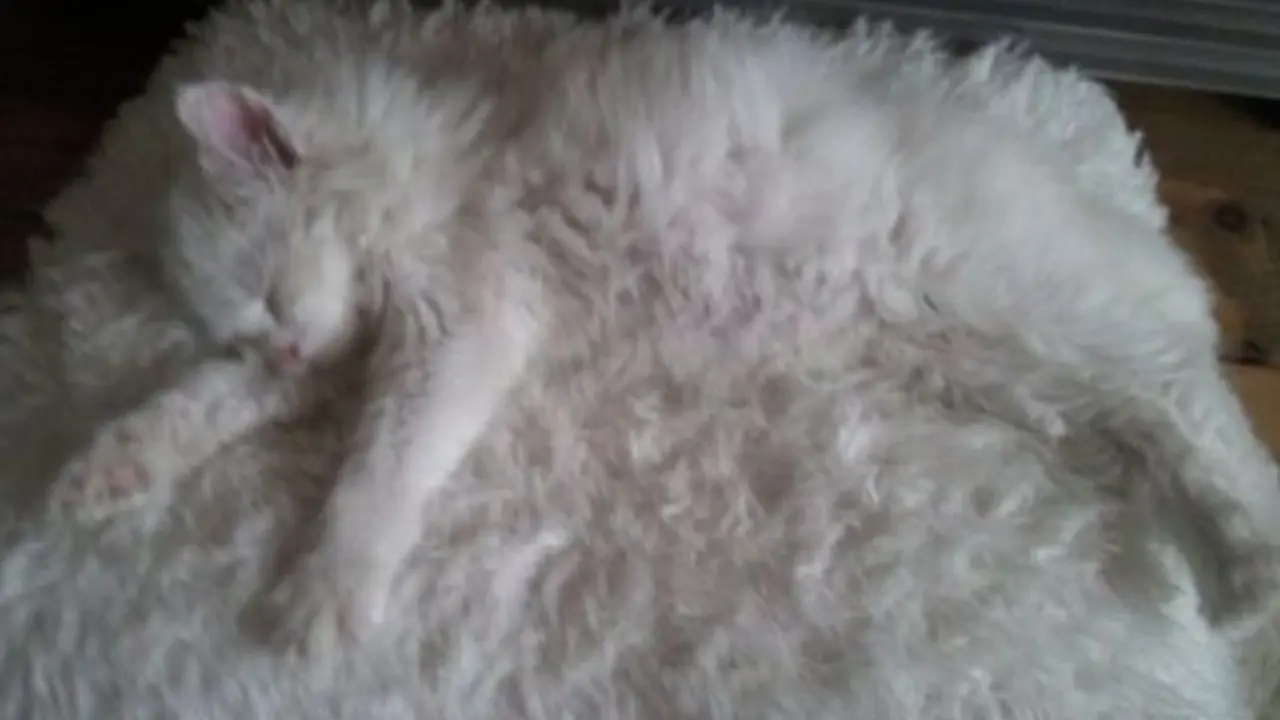 6 Potret Kucing Kamuflase di Karpet, Bikin Kucek Mata - Hot Liputan6.com