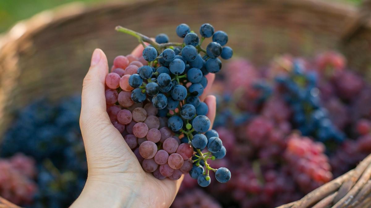 Top 3: Buah Anggur Seharga Rp 155 Juta