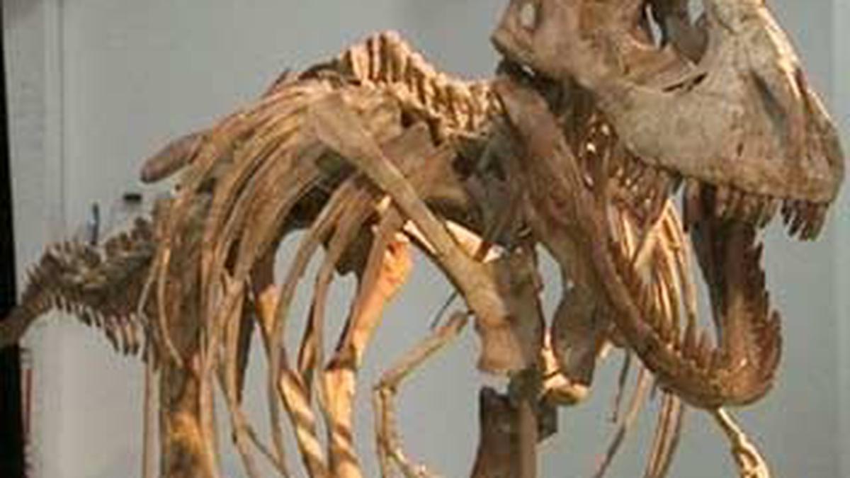 Kerangka T-rex Asia Terjual US$ 1,05 Juta - Global Liputan6.com