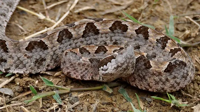 10 Jenis Ular yang Suka Ditemukan Bersarang di Rumah, Kenali Tanda ...