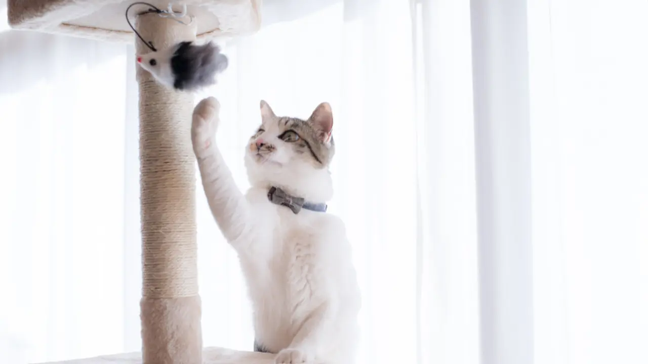 5 Ide Sederhana untuk Wujudkan Rumah Ramah Kucing - Lifestyle Liputan6.com