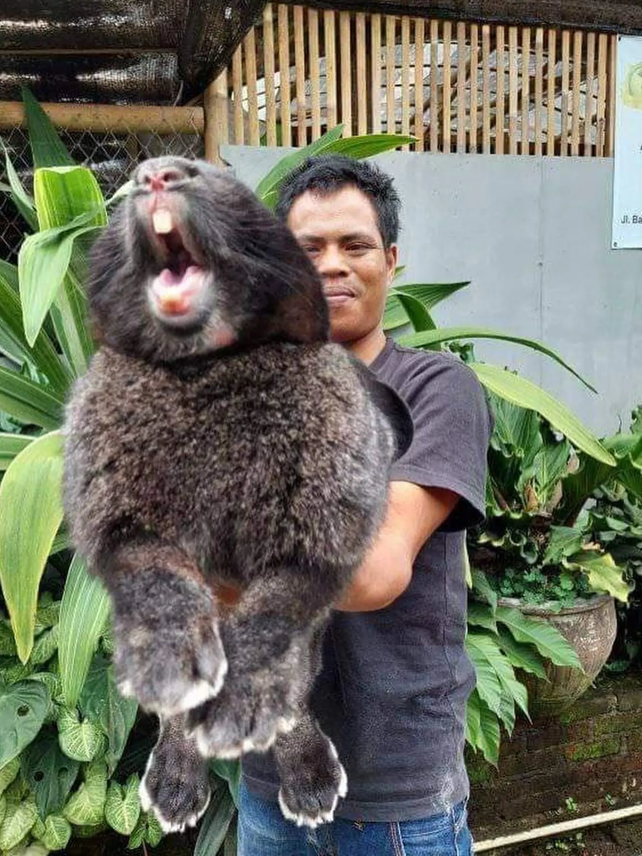 6 Potret Kelinci Raksasa Jenis Flemish, Ukuran Tubuh Bisa Sebesar ...