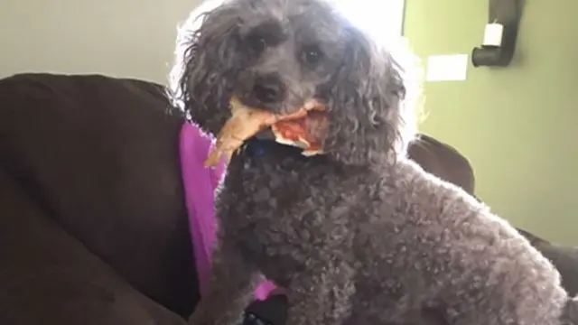 8 Potret Kocak Hewan Peliharaan Tertangkap Basah Mencuri Makanan ...