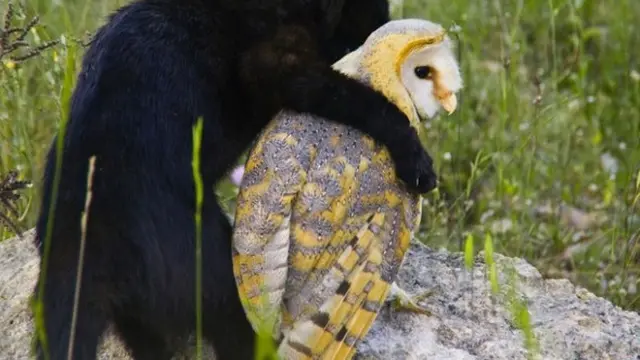 6 Momen Persahabatan Kucing dan Burung Hantu Ini Curi Perhatian - Hot ...