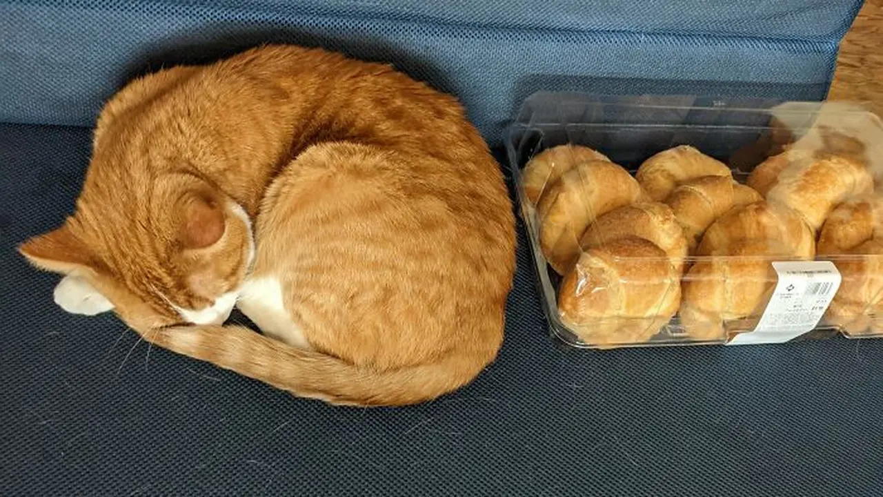 6 Aksi Kucing Menyamar Jadi Roti Ini Bikin Kucek Mata, Perlu Lihat Dua ...