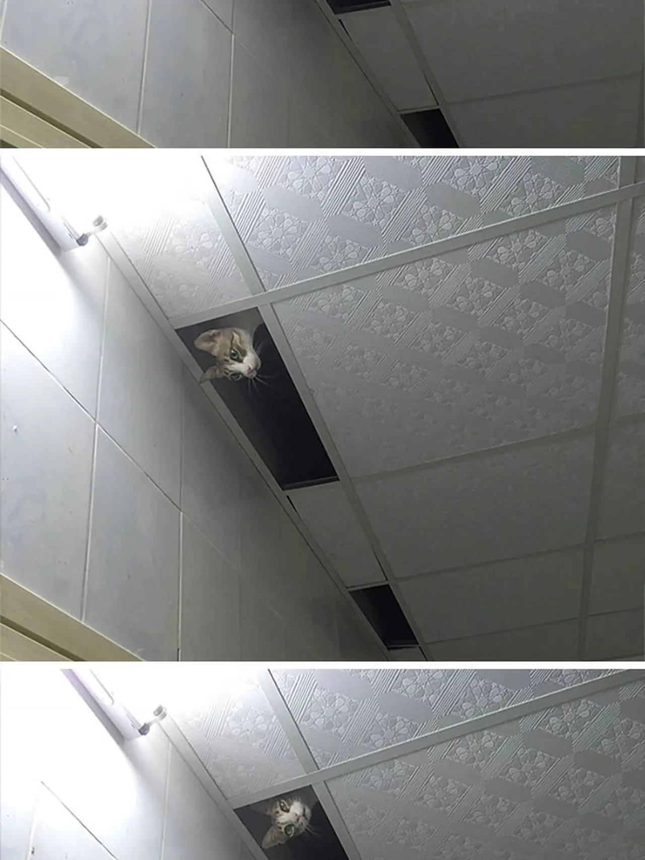 7 Potret Kucing Terjebak di Langit-Langit Rumah Ini Ekspresinya Bikin Kasihan - Hot Liputan6.com