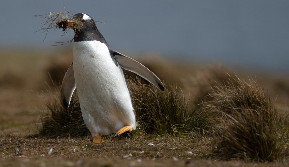 FOTO: Melihat Ragam Jenis Penguin di Kepulauan Falkland - Foto Liputan6.com