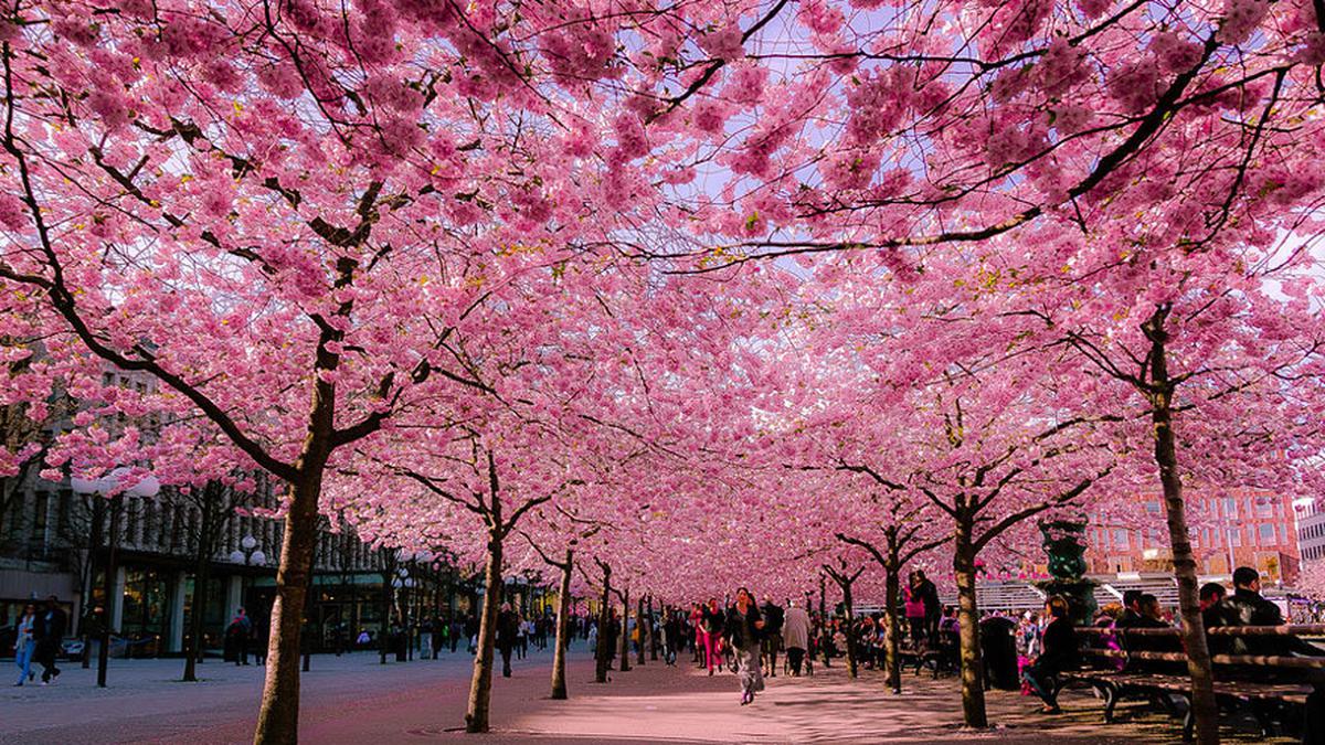 Kapan Waktu Terbaik untuk Lihat Sakura Mekar di Jepang? - Lifestyle ...
