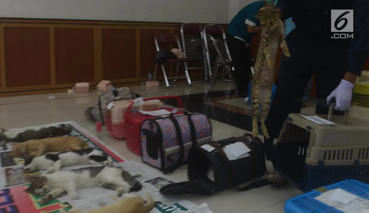 FOTO: Cegah Perkembangbiakan, 75 Kucing Peliharaan Dikebiri - Foto ...