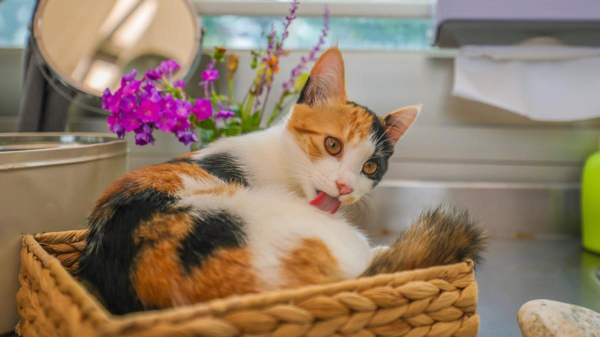 Tak Sekadar Bermain, Ini Arti Dibalik Kucing Suka Mengejar Ekornya Sendiri