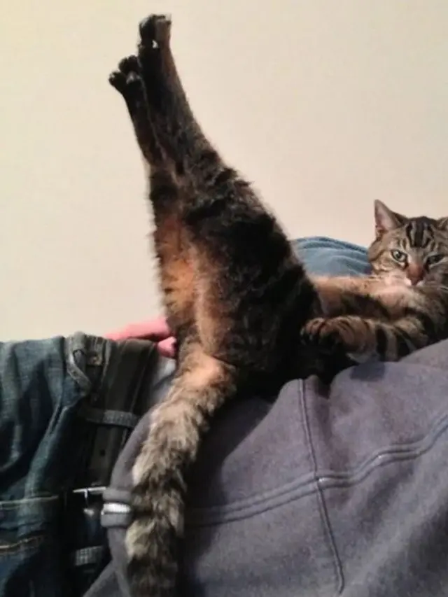 11 Ekspresi Kucing Super Lucu, dari Mengantuk Sampai Terkejut ...