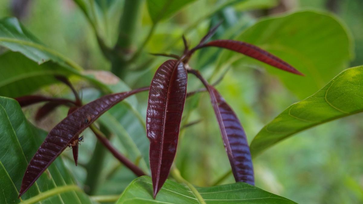 8 Manfaat Daun Mangga untuk Kesehatan, Kaya Antioksidan