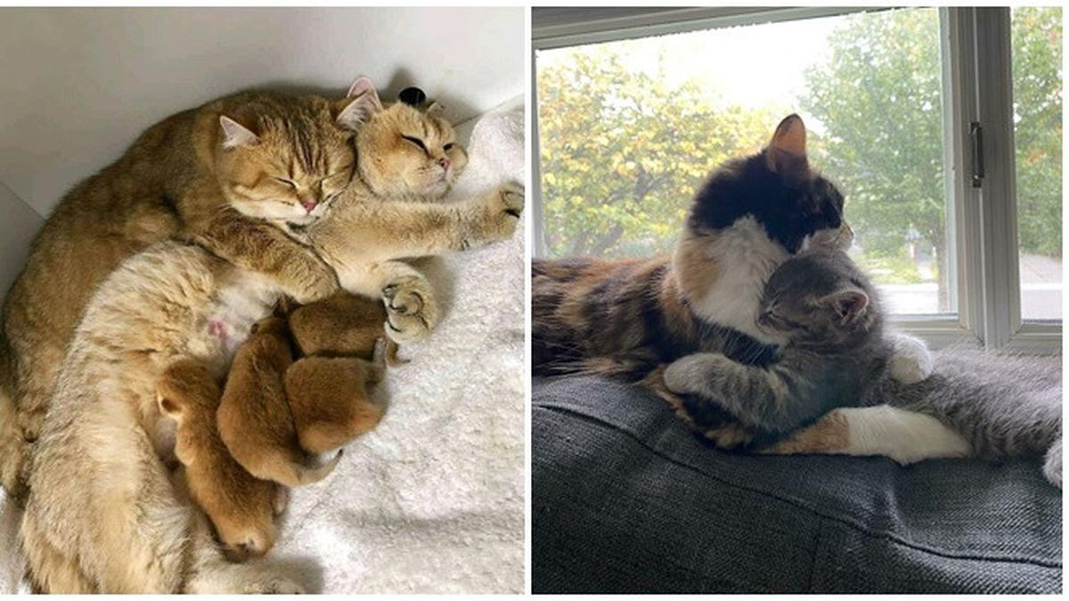 6 Potret Kucing Berpelukan Bak Manusia Ini Bikin Gemas, Saling ...
